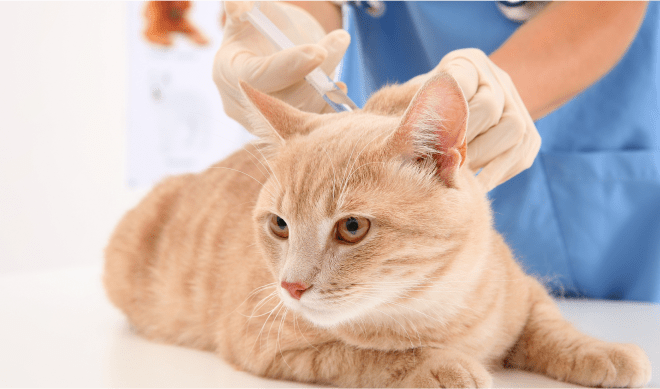 Nobivac® Feline 1- HCPCh - Nobivac